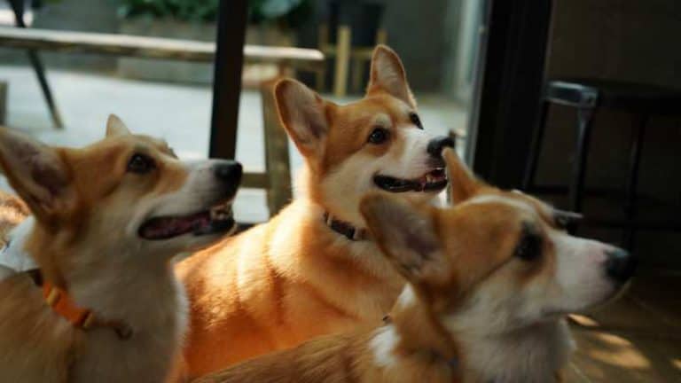 When Is National Corgi Day? When Is Corgi Beach Day? - Corgi Care