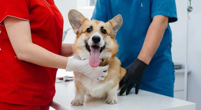 Corgi Lifespan: How Long Do Corgis Live? - Corgi Care