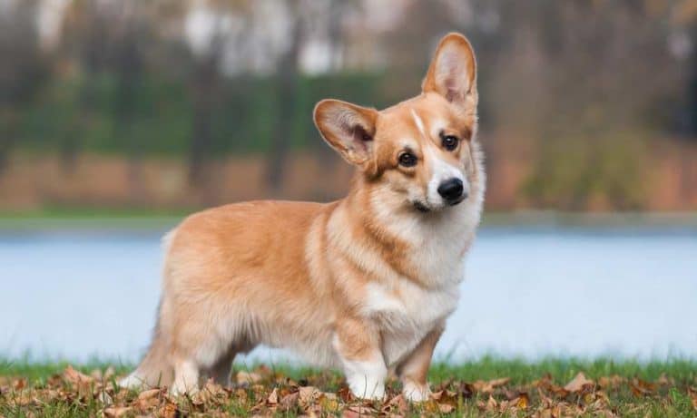 Types Of Corgis: Cardigan Vs. Pembroke Welsh Corgi - Corgi Care