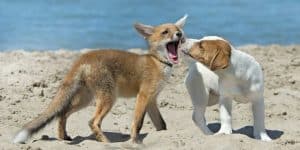 Why Do Corgis Look Like Foxes? Are Corgis Related To Foxes? - Corgi Care