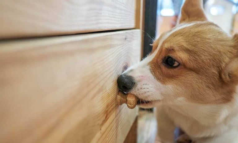 Why Do Corgis Bite So Much? Why Do Corgis Bite Ankles? - Corgi Care