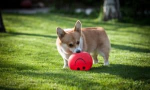 Corgi Workout: How Much Exercise Do Corgis Need? - Corgi Care