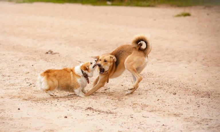 How To Train Your Corgi To Stop Biting? - Corgi Care