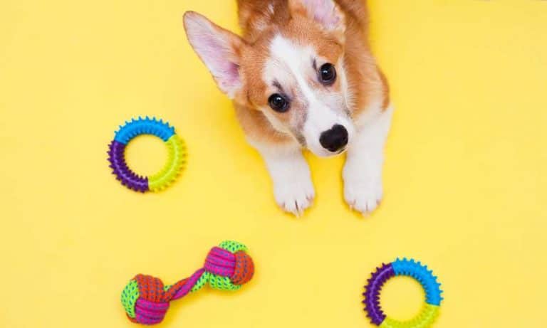 How To Keep A Corgi Busy? - Corgi Care
