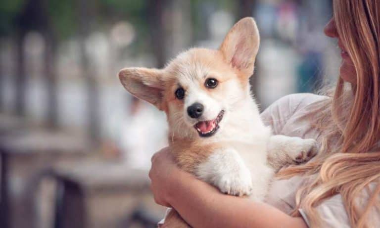 Are Corgis Good Travel Dogs? Do Corgis Travel Well? - Corgi Care