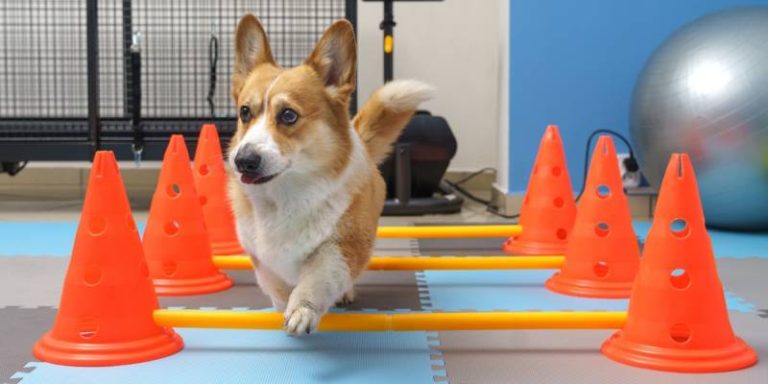 Exercise-Induced Collapse (EIC) In Corgis: Signs, Symptoms, and ...