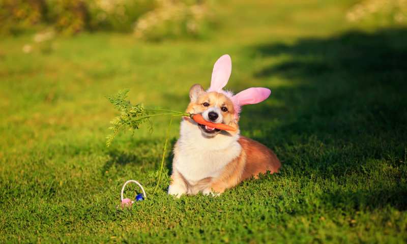 Can Corgis Be Vegetarian? - Corgi Care