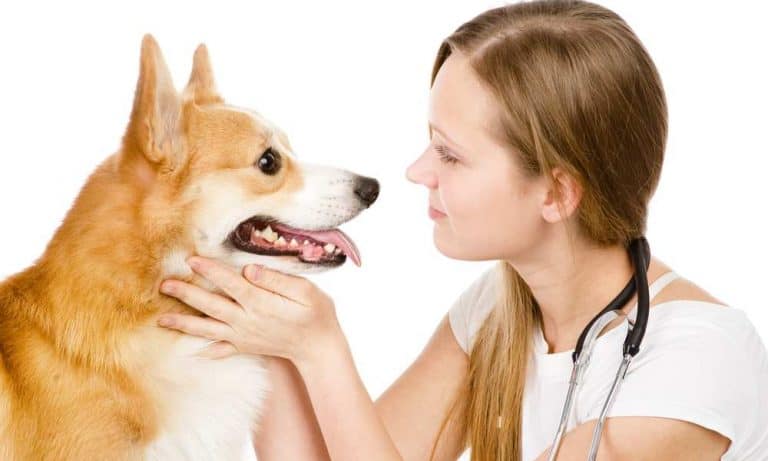 Back Pain In Corgis: How To Prevent Back Problems? - Corgi Care