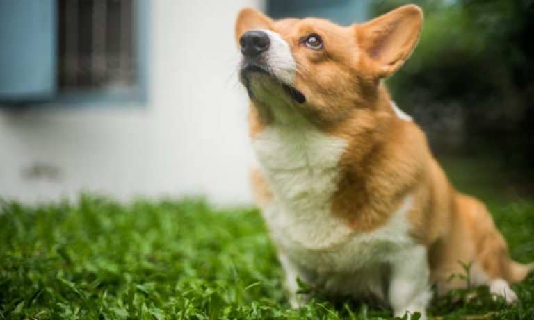 What Are Corgis Scared Of? Is My Corgi Fearless? - Corgi Care