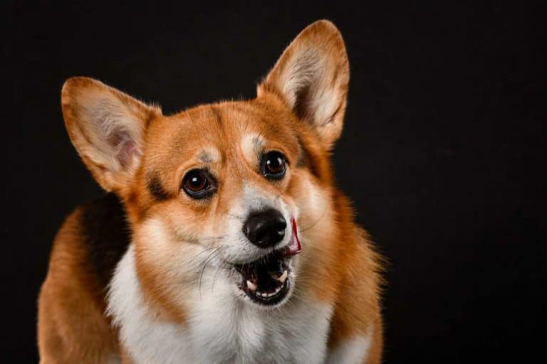 Forbidden Treats: What Are Corgis Not Allowed To Eat? - Corgi Care