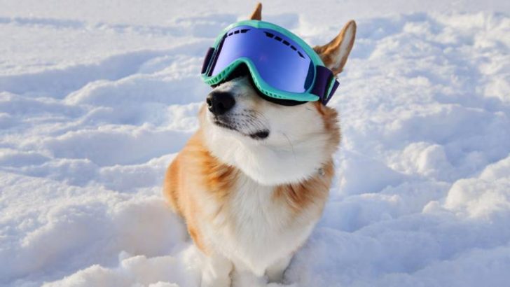 Fun Things to Do With Your Corgis in the Winter? - Corgi Care