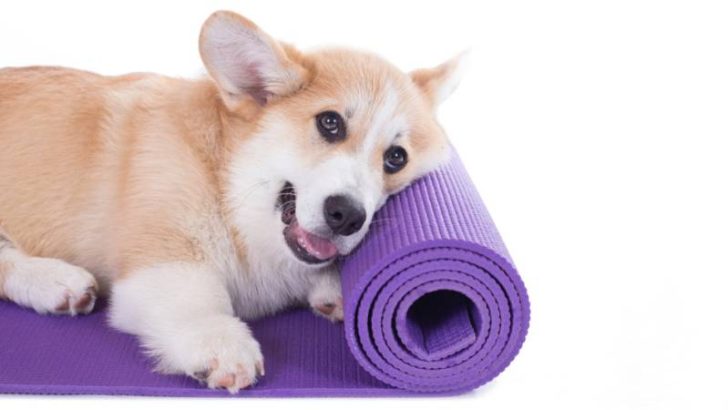 Exercise-Induced Collapse (EIC) In Corgis: Signs, Symptoms, and ...