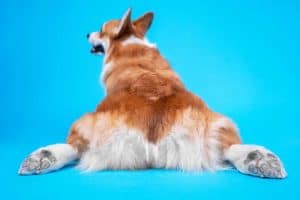 Why Do Corgis Sploot? Is Splooting Bad For Corgis? - Corgi Care
