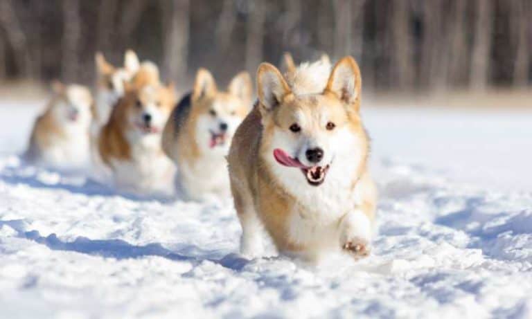 Can Corgis Go In Snow? Why Do Corgis Love Snow? - Corgi Care