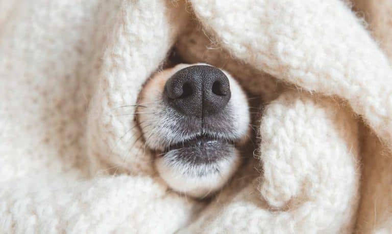 Can Corgis Live In Cold Weather? Do Corgis Get Cold? - Corgi Care