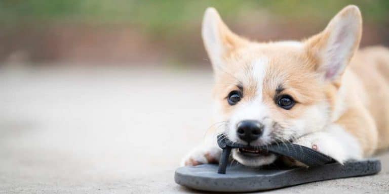 Why Do Corgis Bite So Much? Why Do Corgis Bite Ankles? - Corgi Care