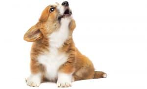 Barking In Corgis: Do Corgis Bark A Lot? - Corgi Care
