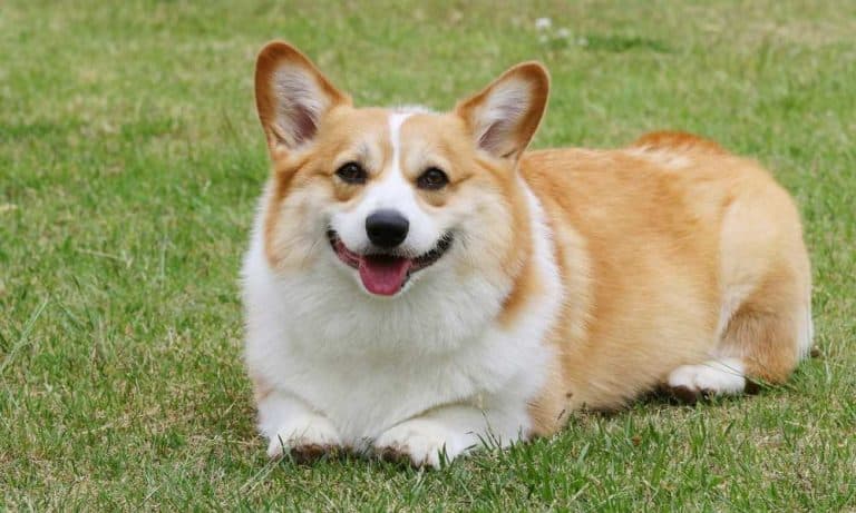 Corgi Tails: Do Corgis Have Tails? - Corgi Care