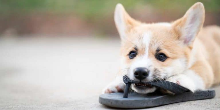 How To Train Your Corgi To Stop Biting? - Corgi Care
