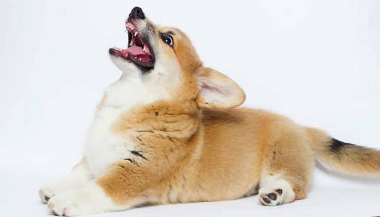Barking In Corgis: Do Corgis Bark A Lot? - Corgi Care