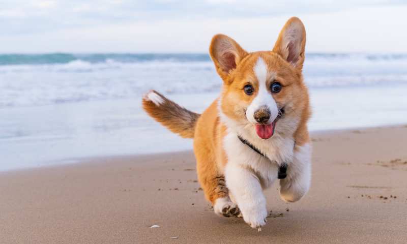 When To Spay Corgi? When To Neuter Corgi? - Corgi Care
