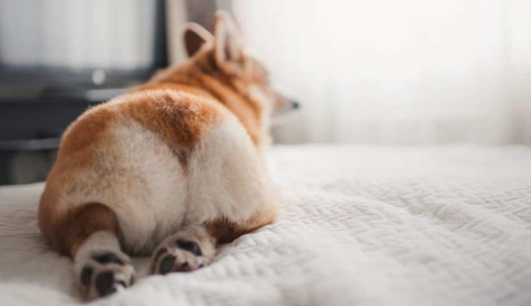 Corgi Tails: Do Corgis Have Tails? - Corgi Care