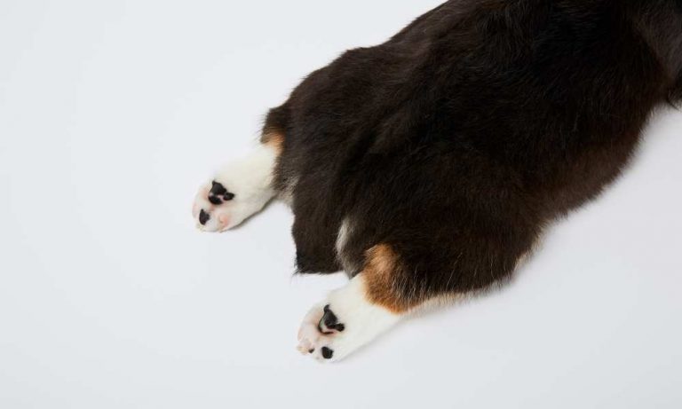 Corgi Tails: Do Corgis Have Tails? - Corgi Care