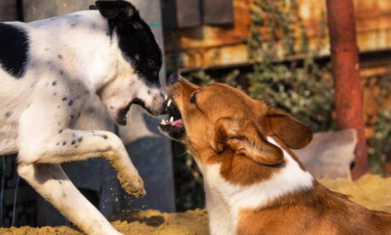 How To Train Your Corgi To Stop Biting? - Corgi Care