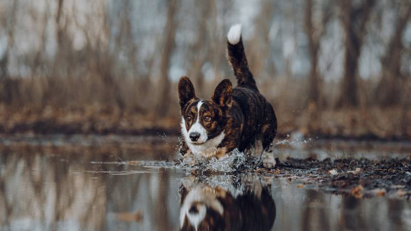 Why Are Corgis So Bossy? The Reasons That Make Corgis Leaders of the ...