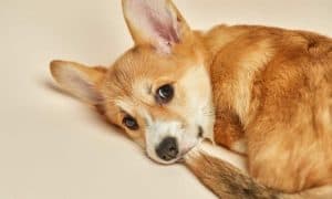 Why Do Corgis Bite So Much? Why Do Corgis Bite Ankles? - Corgi Care