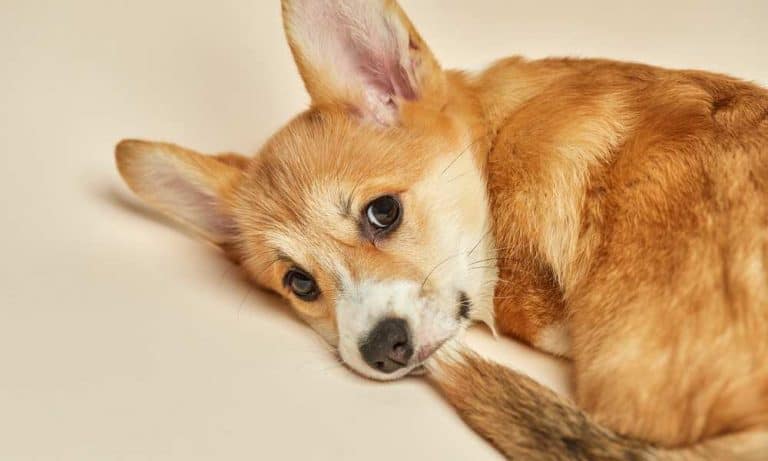 Why Do Corgis Bite So Much? Why Do Corgis Bite Ankles? - Corgi Care