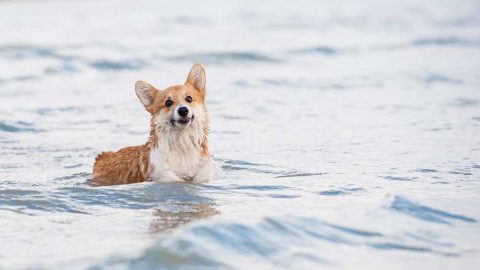 Why Do Corgis Float In Water? - Corgi Care