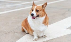 Why Do Corgis Get Fat? Are Corgis Naturally Fat? - Corgi Care