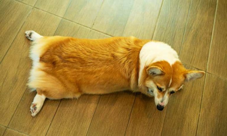 Why Do Corgis Lay With Their Legs Out? - Corgi Care