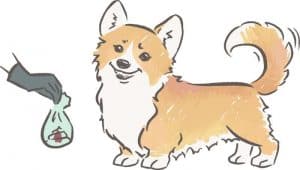 Do Corgis Poop A Lot? Why Do Corgis Poop So Much? - Corgi Care