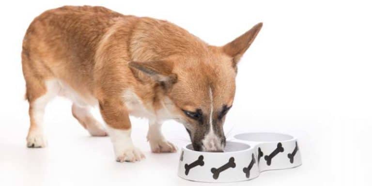 Do Corgis Poop A Lot? Why Do Corgis Poop So Much? - Corgi Care