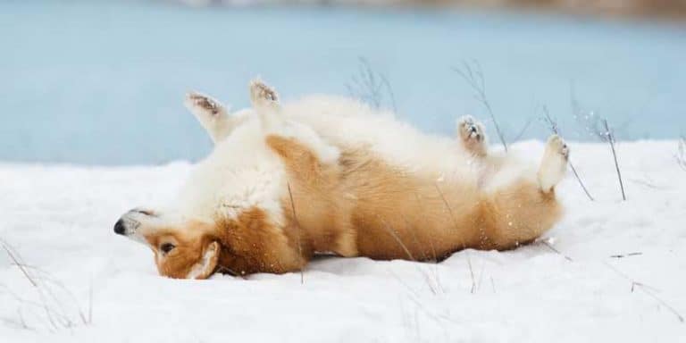 Why Do Corgis Roll On Their Backs? – Corgi Care