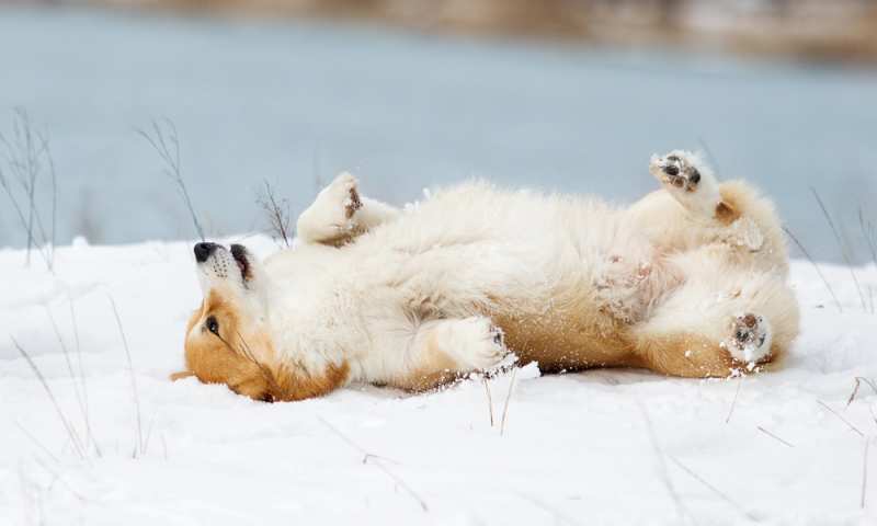 Why Do Corgis Roll On Their Backs? – Corgi Care
