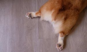 Why Do Corgis Sploot? Is Splooting Bad For Corgis? - Corgi Care