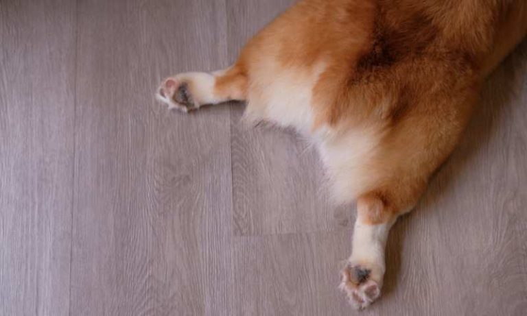 Why Do Corgis Sploot? Is Splooting Bad For Corgis? - Corgi Care