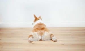Corgi Tails: Do Corgis Have Tails? - Corgi Care