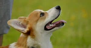 Barking In Corgis: Do Corgis Bark A Lot? - Corgi Care