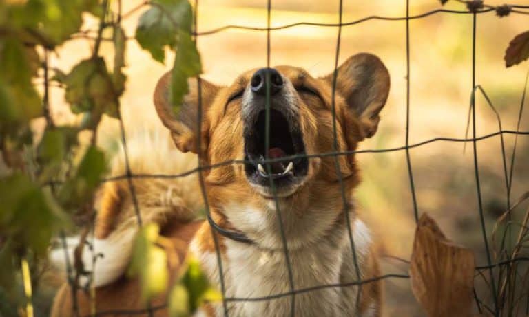 How To Stop Aggression In Corgis? - Corgi Care