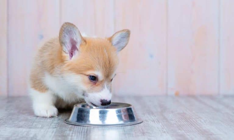 Why Does My Corgi Drink So Much Water? – Corgi Care