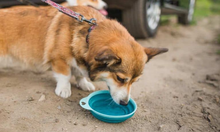 Why Does My Corgi Drink So Much Water? – Corgi Care