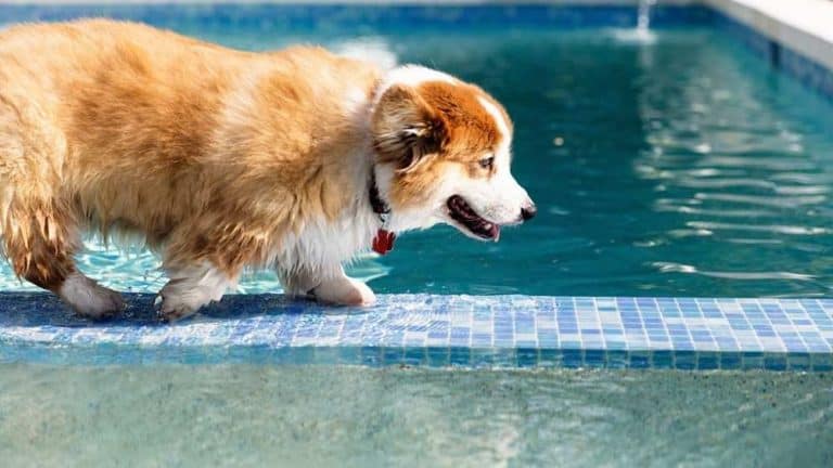 Why Does My Corgi Drink So Much Water? – Corgi Care