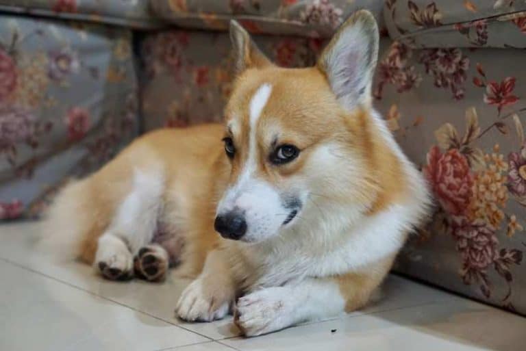 How To Care For A Corgi? – Corgi Care