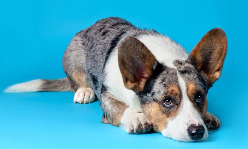 Skin Conditions In Corgis: Do Corgis Have Sensitive Skin? - Corgi Care