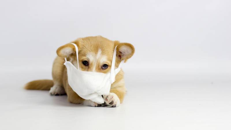 Why is My Corgi's Nose Red? Are There Any Health Issues? - Corgi Care