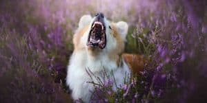 Barking In Corgis: Do Corgis Bark A Lot? - Corgi Care